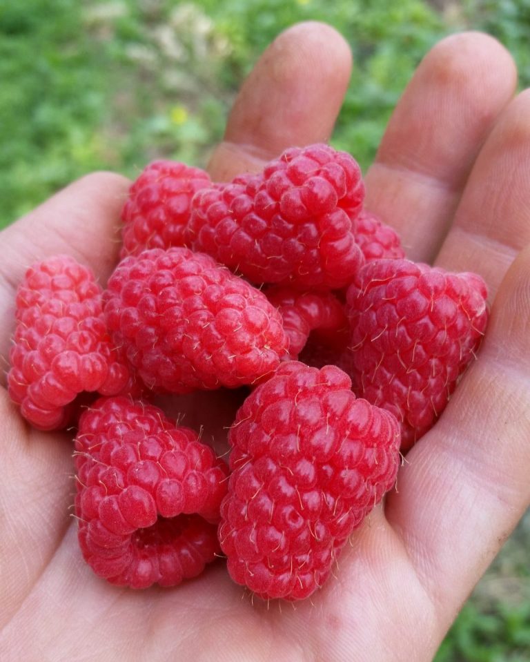 'Tulameen' Raspberry - Linden Lane Farms