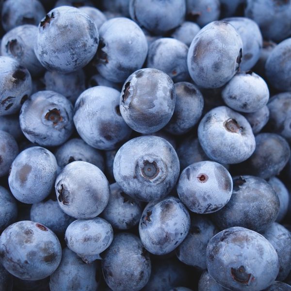 'Reka' Blueberry - Linden Lane Farms