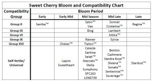 'Bing' Cherry - Linden Lane Farms