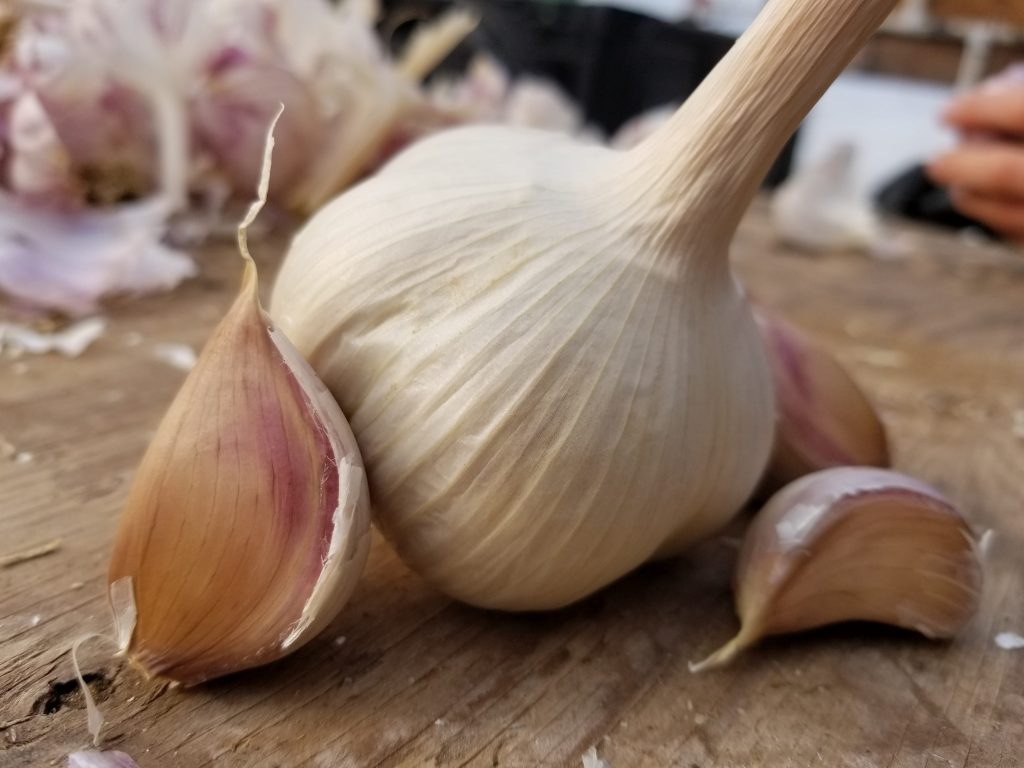 'Italian Softneck' Seed Garlic - Linden Lane Farms